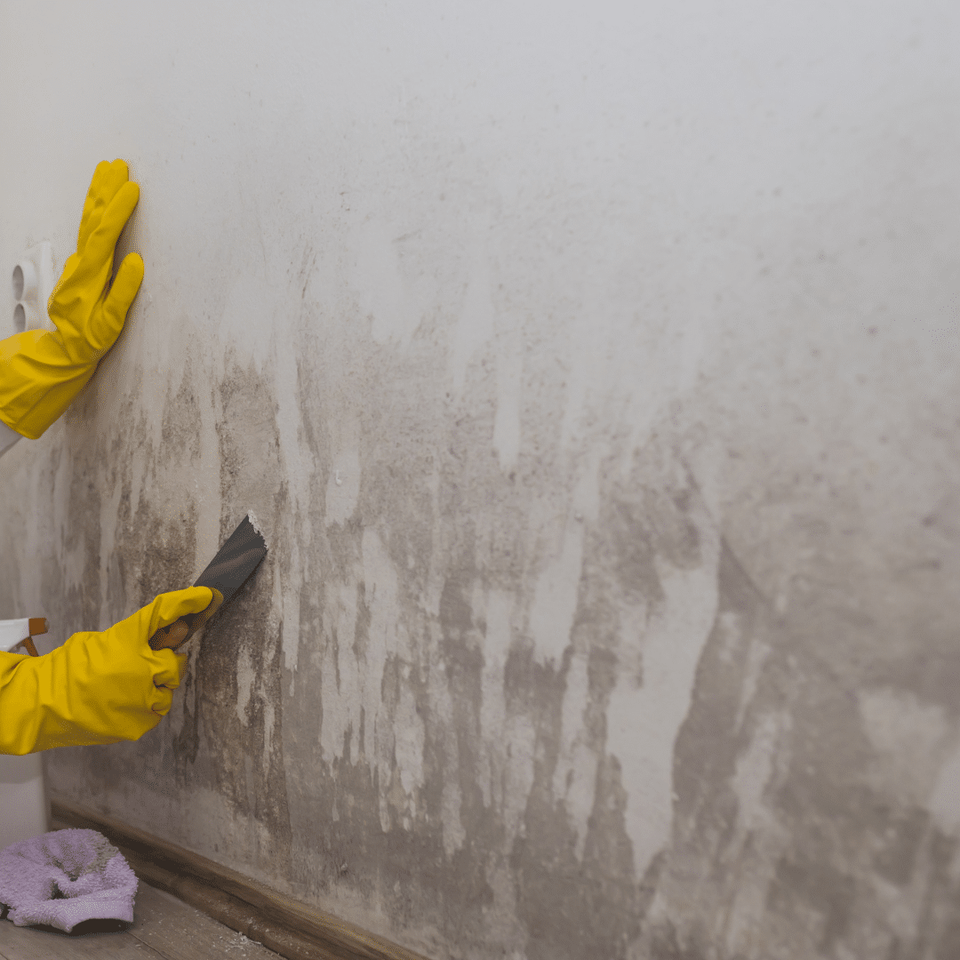 When History Turns Humid: Solving Mold Issues in Boston’s Historic ...